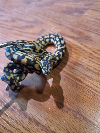 Jungle Carpet Jungle Carpet Python by One Earth Exotics