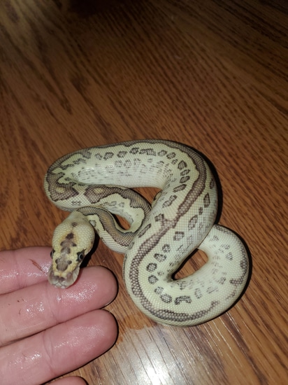 Leopard Lesser Clown Ball Python by One Earth Exotics