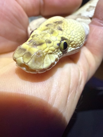 Smoking Leo Lesser Clown !!! Ball Python by One Earth Exotics