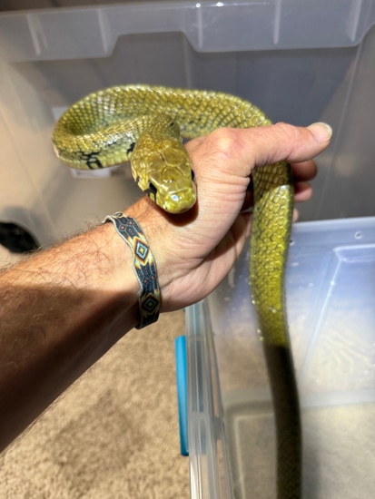 CB Black Tailed Cribo Cribo & Indigo Snakes by One Earth Exotics