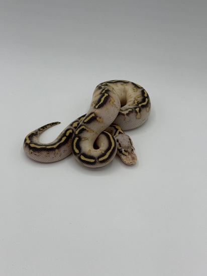 Super Pastel Freeway Ball Python by MIRZOO