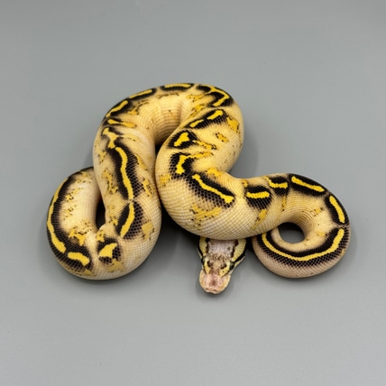 MIRZOO - MorphMarket