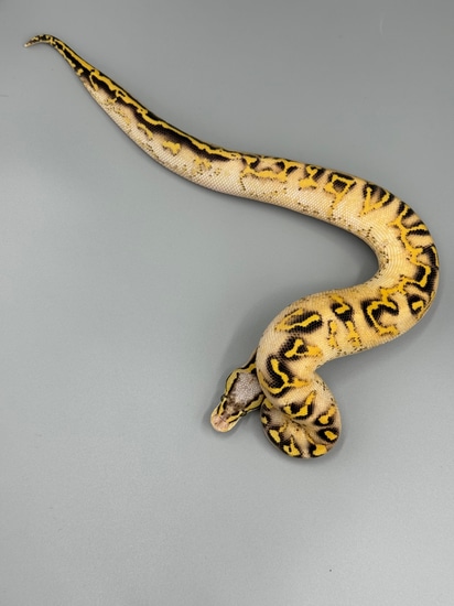 Super Pastel Freeway Ball Python by MIRZOO