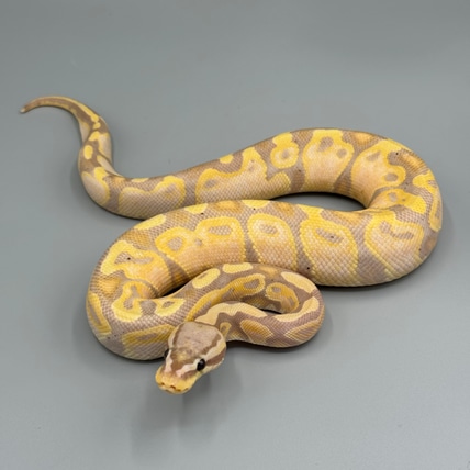 MIRZOO - MorphMarket