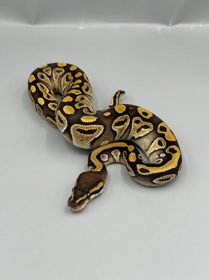 Mojave Ball Python by MIRZOO