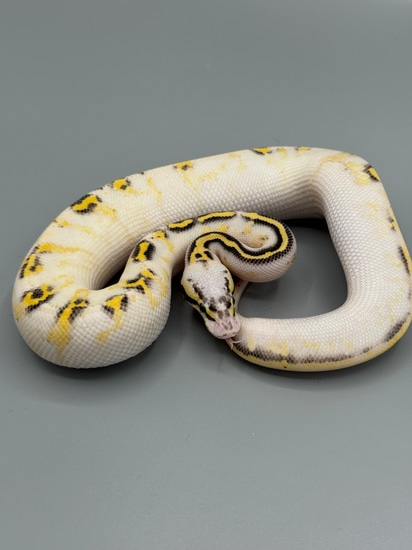 Super Pastel Freeway Ball Python by MIRZOO