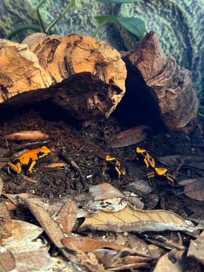 Dart Frog Colony Other Dart Frog by MIRZOO