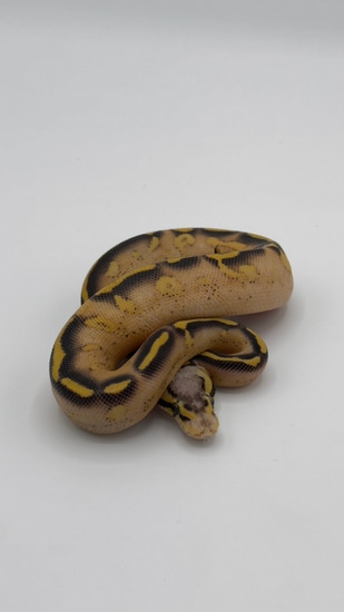 Super Pastel Freeway Ball Python by MIRZOO