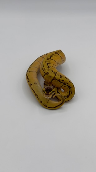 Super Pastel Hidden Gene Woma Fire Enchi Pinstripe Ball Python by MIRZOO