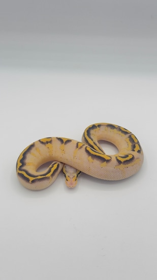 Super Pastel Freeway Ball Python by MIRZOO