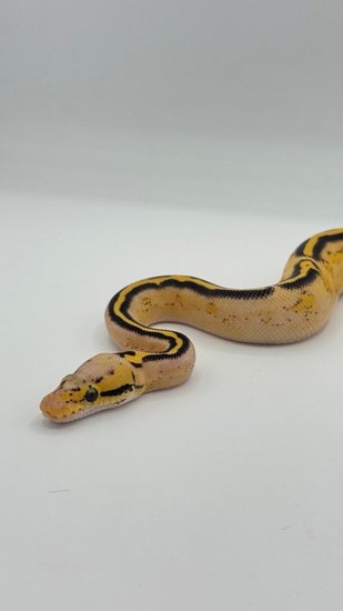 Super Pastel Freeway Ball Python by MIRZOO