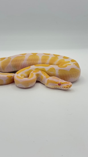 Albino Acid Spotnose Ball Python by MIRZOO