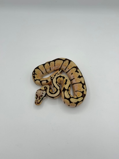 Lesser Pinstripe HGW Enchi Fire Ball Python by MIRZOO