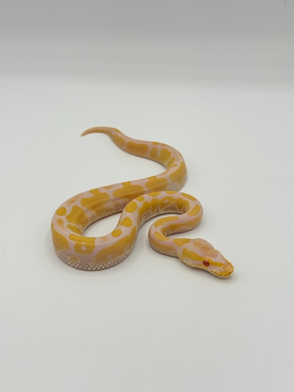 Albino Ball Python by MIRZOO