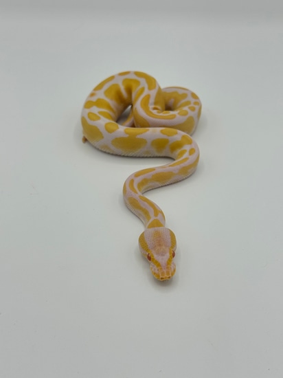 Albino Ball Python by MIRZOO