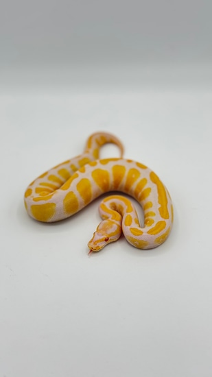 Albino Acid Spotnose Ball Python by MIRZOO