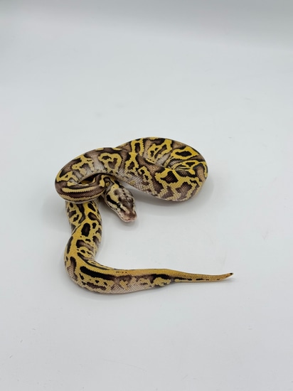 Firefly Leopard YellowBelly Ball Python by MIRZOO