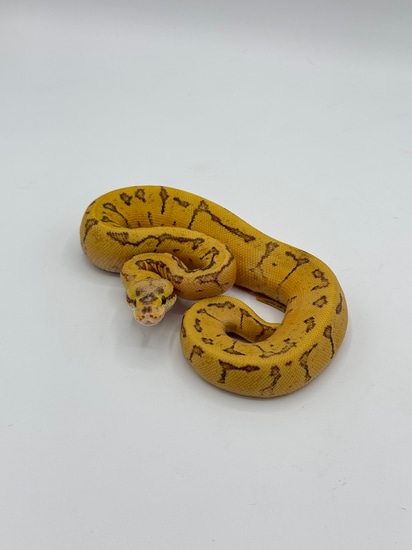 Lemon Blast Enchi Ball Python by MIRZOO