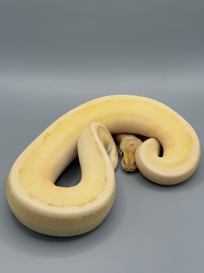 Super Specter Ball Python by MIRZOO