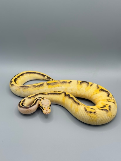 Super Pastel Freeway Ball Python by MIRZOO