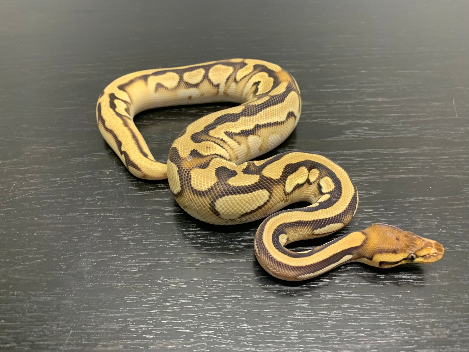 OD Mojave 100% Het Clown 50% Het Pied Poss Blade Ball Python by Mike N ...