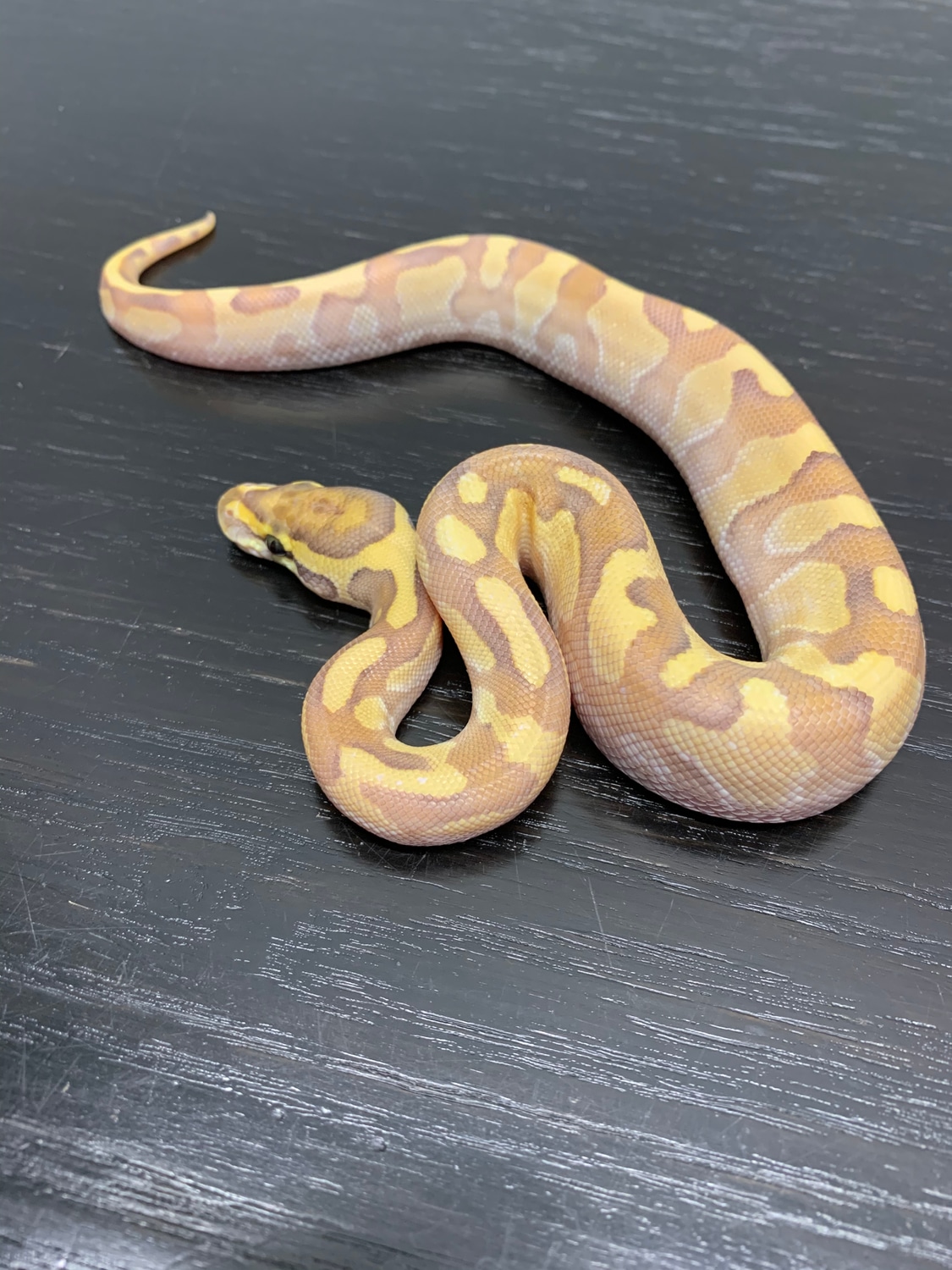 Enchi Butter Fire/Vanilla Het Hypo Ball Python by Mike N Megs Snake ...