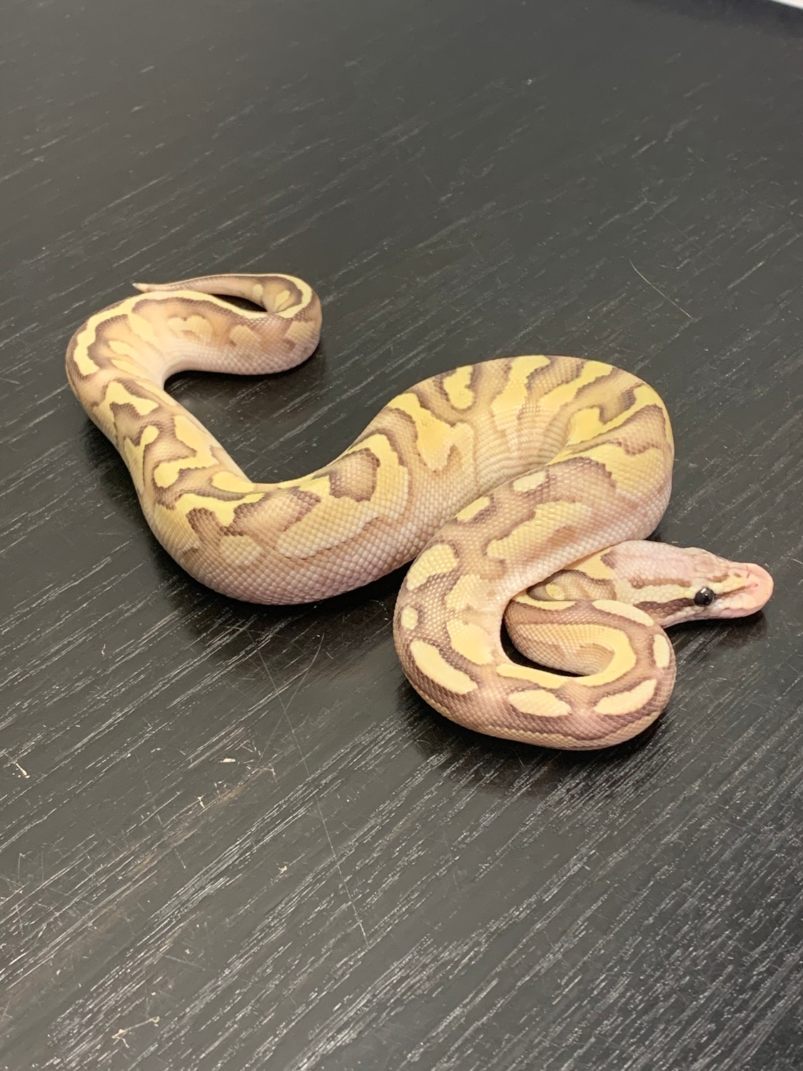 Super Pastel Butter Fire/vanilla 100% Het Hypo Ball Python by Mike N ...