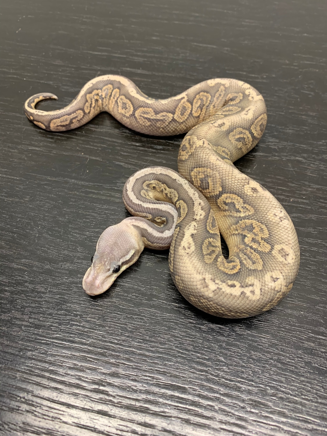 Pastel Black Pastel Ghost Ball Python by Mike N Megs Snake Farm ...
