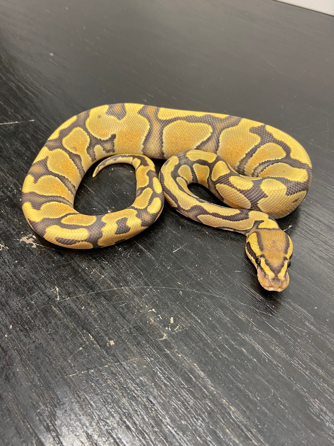Enchi Yellow Belly Hypo Ball Python by Mike N Megs Snake Farm - MorphMarket