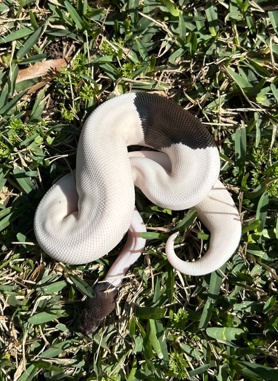 Panda Pied Het Candy OR Albino Ball Python by S&M Serpents