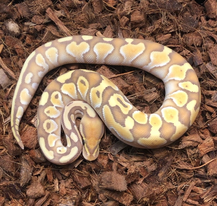 Banana Lesser Ball Python by Southern Made Exotics - MorphMarket