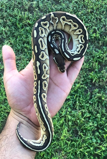 Black Pastel Lesser Ball Python by Southern Made Exotics