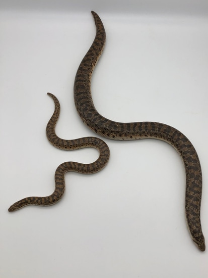 Eryx Miliaris 2019 Pair Russian Sand Boa by MP Snakes