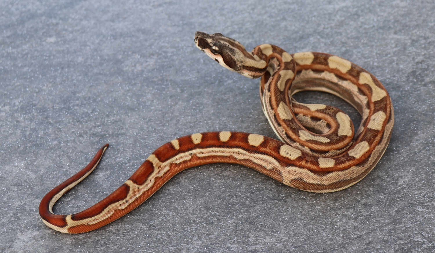 Hypo Motley Boa Constrictor by Mike Roberts Reptiles - MorphMarket