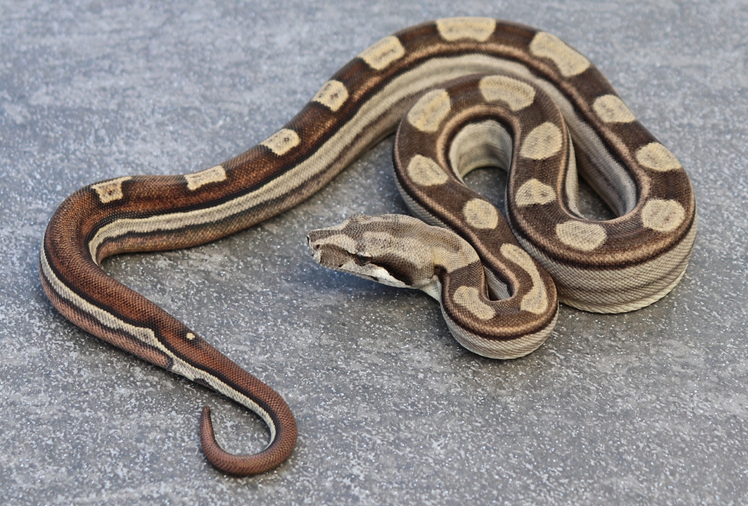 Motley Het Albino Ph Stripe Boa Constrictor by Mike Roberts Reptiles ...