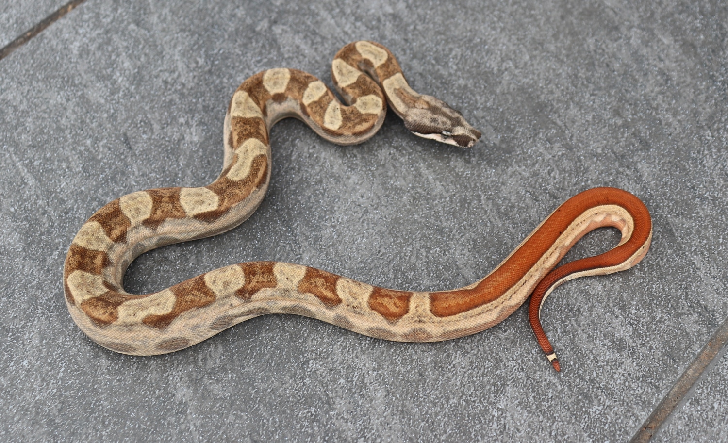 Flamingo Hypo Motley Ph Snow Boa Constrictor by Mike Roberts Reptiles ...