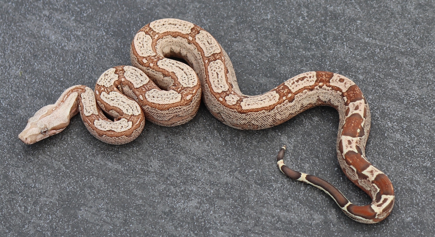 Kubsch Red Pastel VPI Arabesque Boa Constrictor by Mike Roberts ...