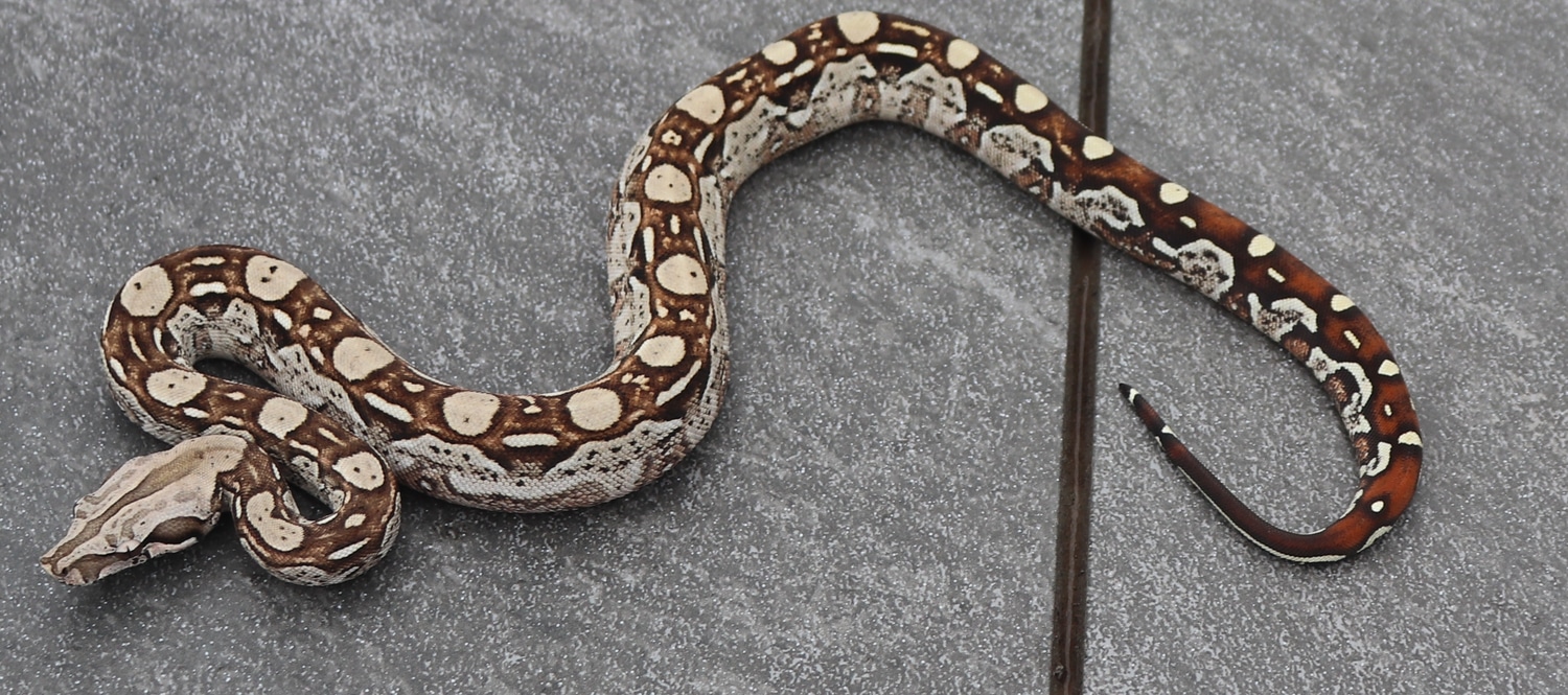Kubsch Pastel Aztec Het Albino Boa Constrictor by Mike Roberts Reptiles ...