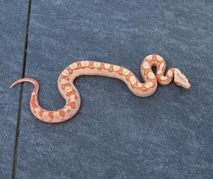 Fire Motley Boa Constrictor by Mike Roberts Reptiles - MorphMarket