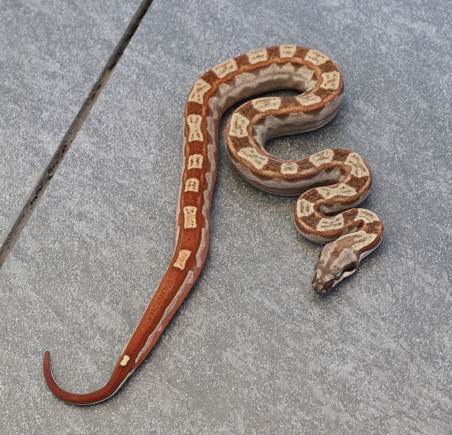 Lava Line Hypo Motley Het Kahl Albino Boa Constrictor by Mike Roberts ...