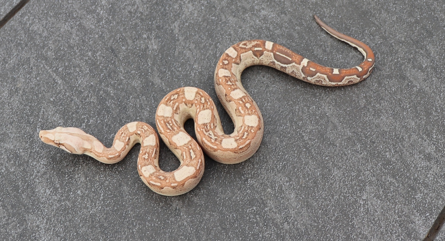 Kubsch Red Pastel VPI Aztec Boa Constrictor by Mike Roberts Reptiles ...