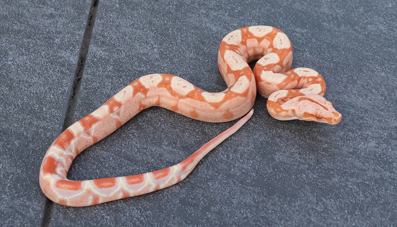 Flamingo IMG Sunglow Boa Constrictor by Mike Roberts Reptiles - MorphMarket