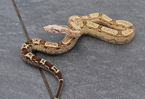 Krp VPI Arabesque Boa Constrictor by Mike Roberts Reptiles
