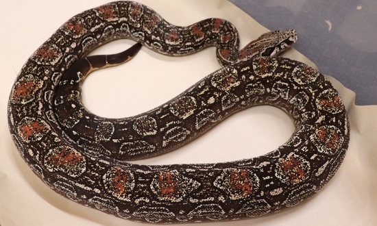 Maxx Pink Argentine Argentine Boa Constrictor by Mike Roberts Reptiles