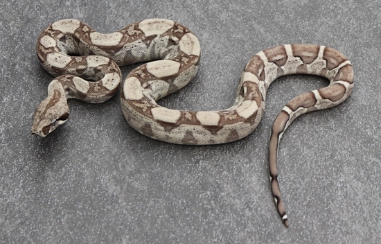 Ghost Het Snow Boa Constrictor by Mike Roberts Reptiles