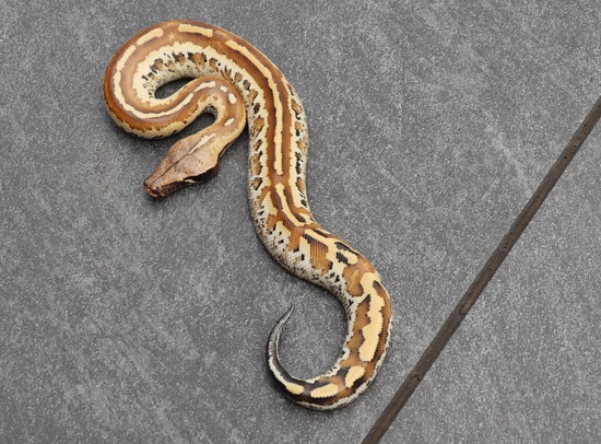 Matrix Het T Blood Python by Mike Roberts Reptiles