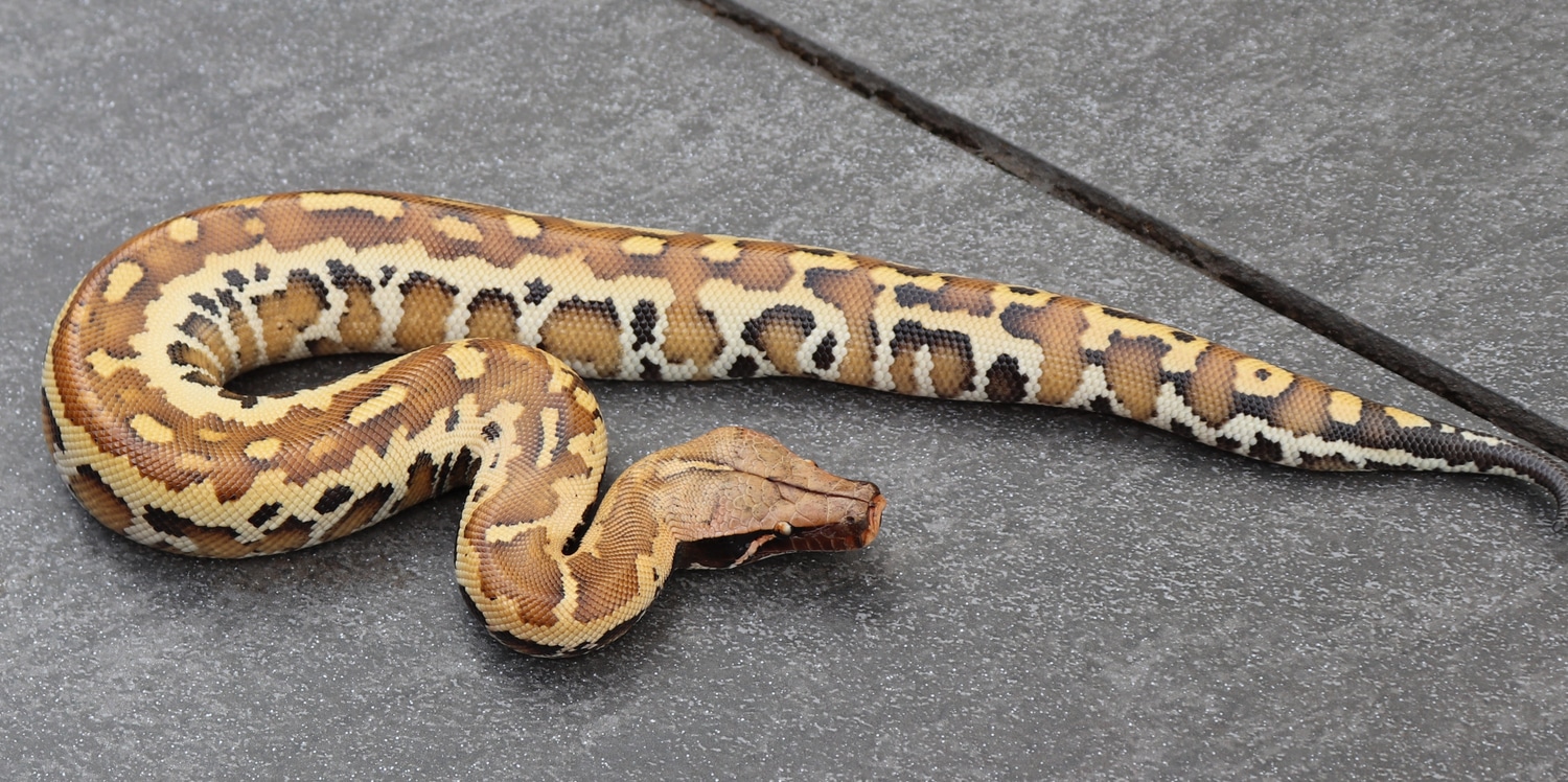 Matrix het T+ albino