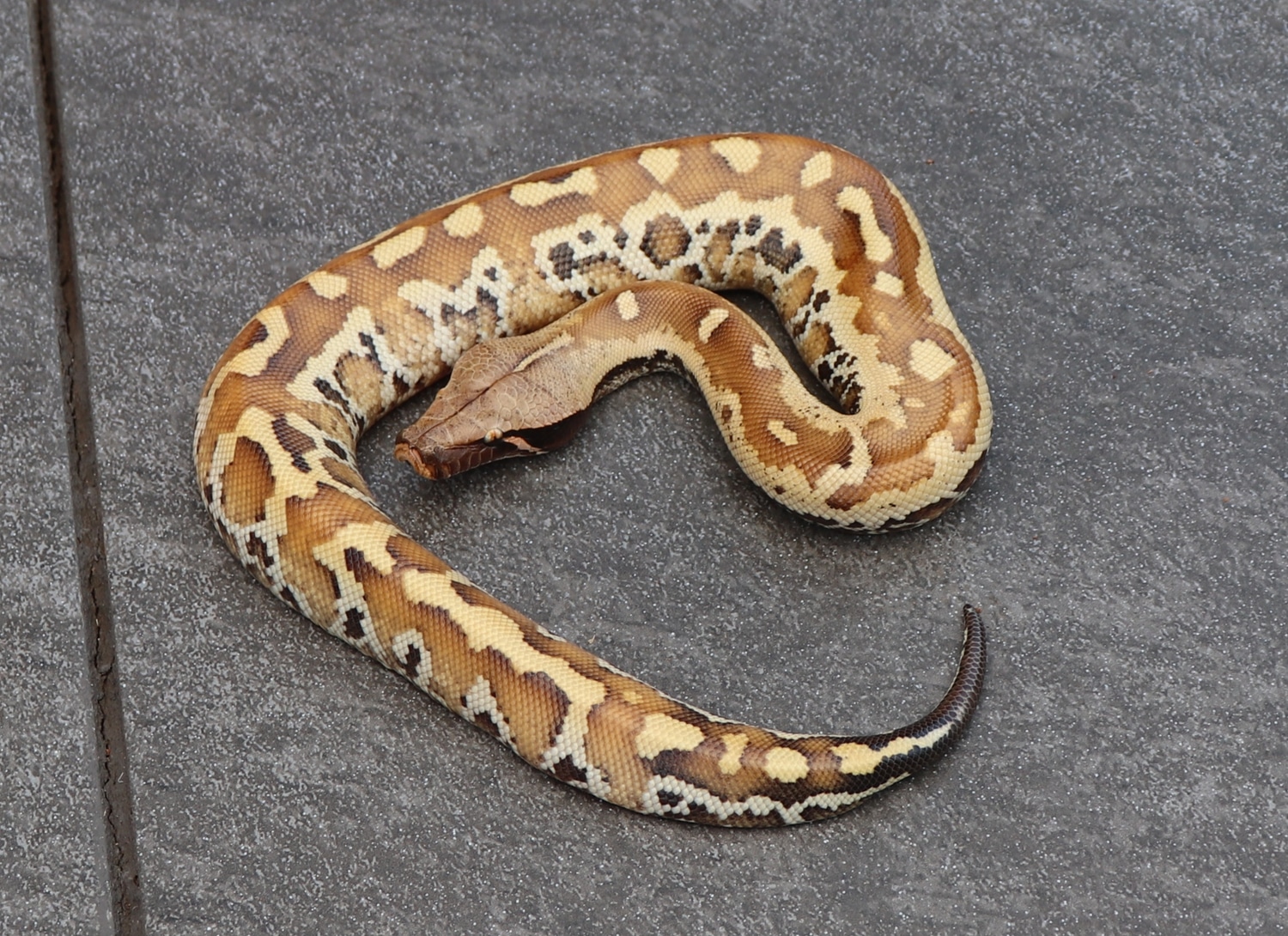 Matrix het T+ albino