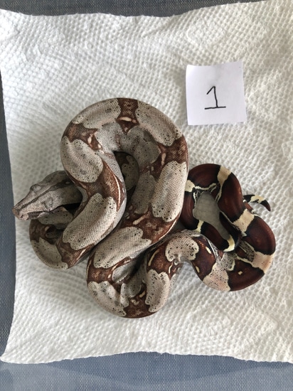 CB 2022 Guyana Red Tail Boa True Red-Tailed Boa Constrictor by Rager’s ...
