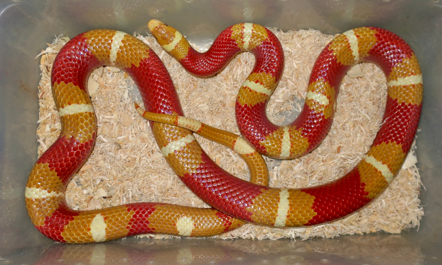 Nelsoni Nelson's Milk Snake by Mike Russo - MorphMarket